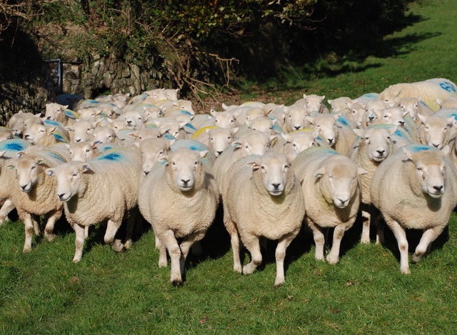 Devon Duvets launches new range to help protect Heritage British sheep ...